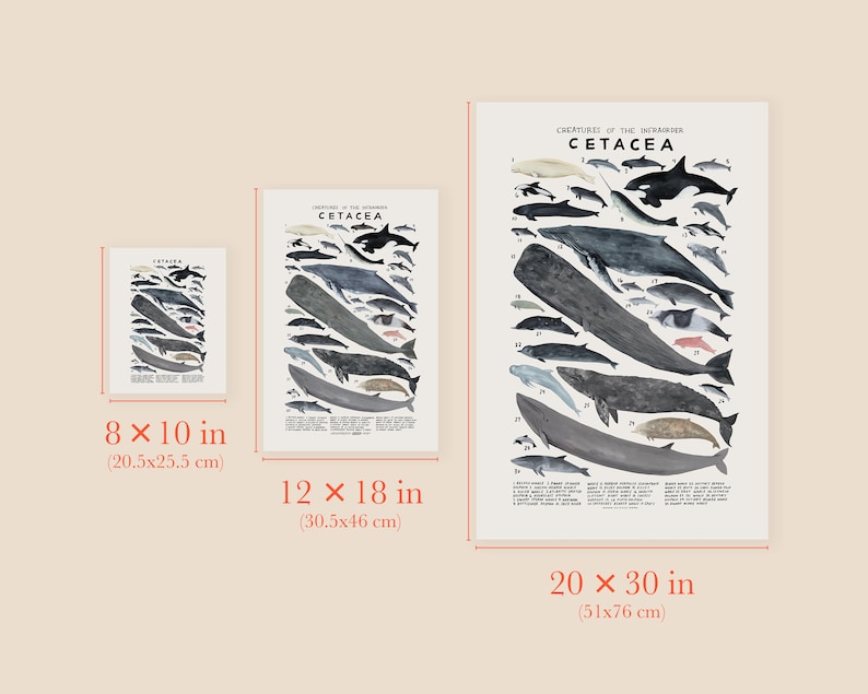 Cetacea: Whales, Dolphins, Porpoises - Etsy