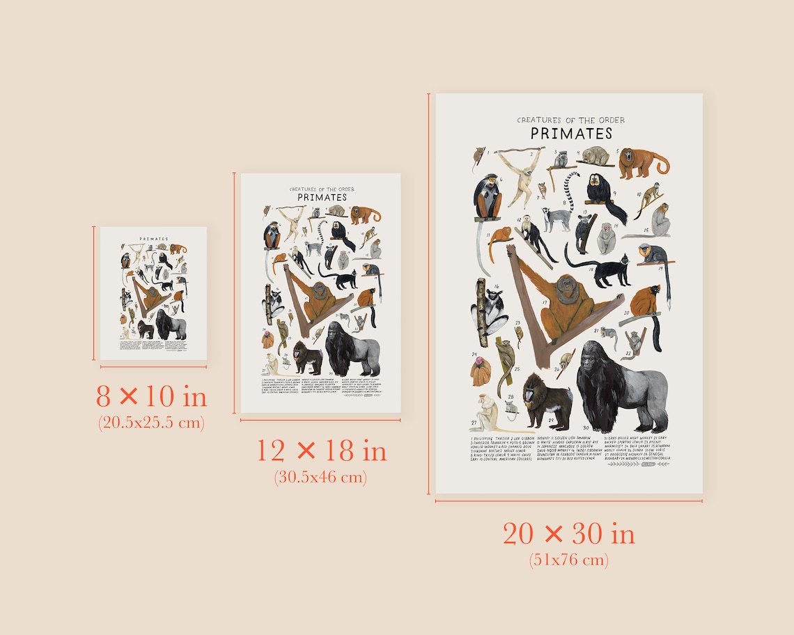 Primates: Monkeys, Lemurs, Gorillas... - Etsy
