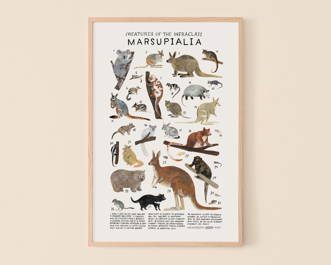 Marsupialia: Kangaroos, Koalas, Wallabies, Opossums - Etsy