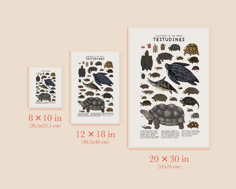 Testudines: Turtles, Tortoises, Terrapins - Etsy