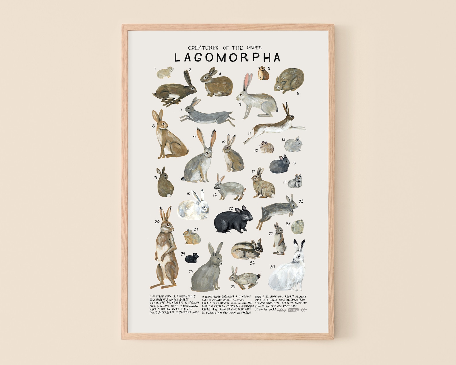 Lagomorpha: Rabbits Hares Pikas... - Etsy