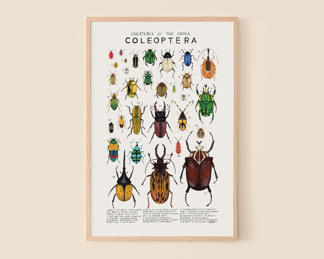 Coleoptera: Beetles - Etsy