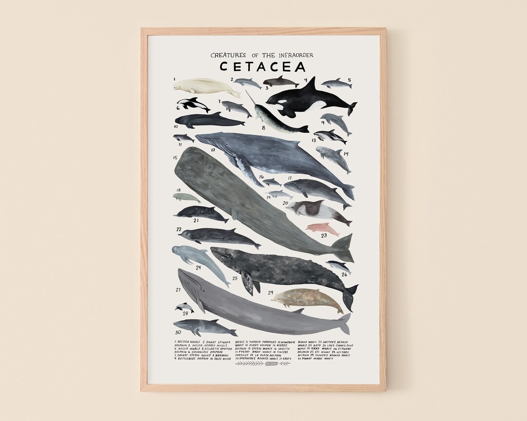 Cetacea: Whales, Dolphins, Porpoises - Etsy