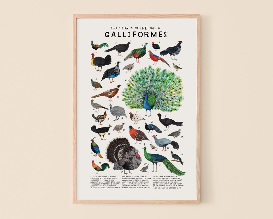 Galliformes: Chickens, Turkeys, Quail... - Etsy