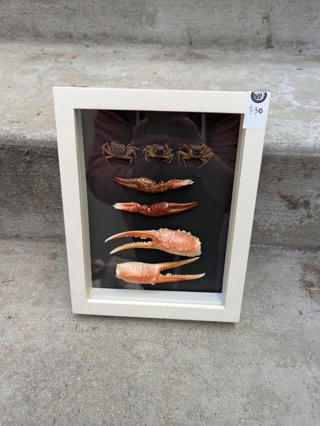 Crustation Art - Hard Shell Fish Art - Crab - Krawdad - Taxidermy Art ...