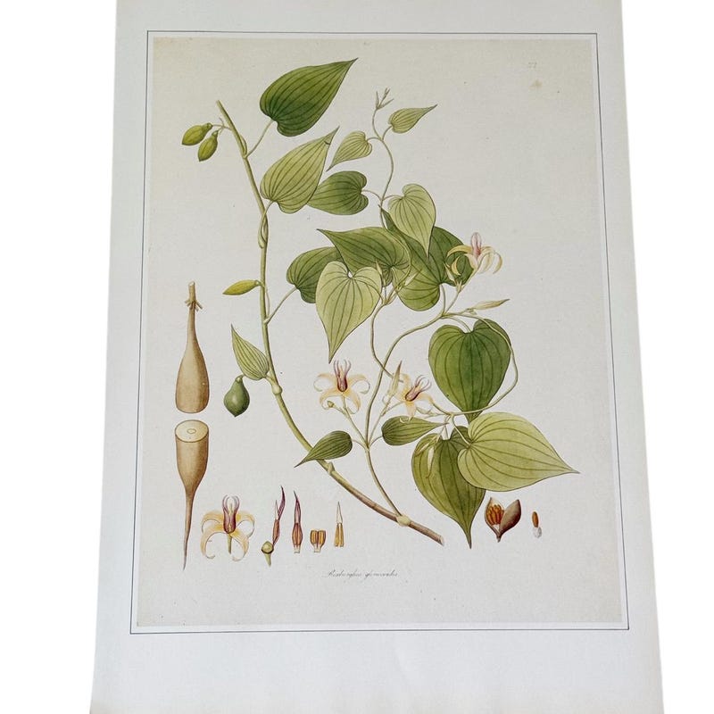 Botanical Book Plate - Etsy