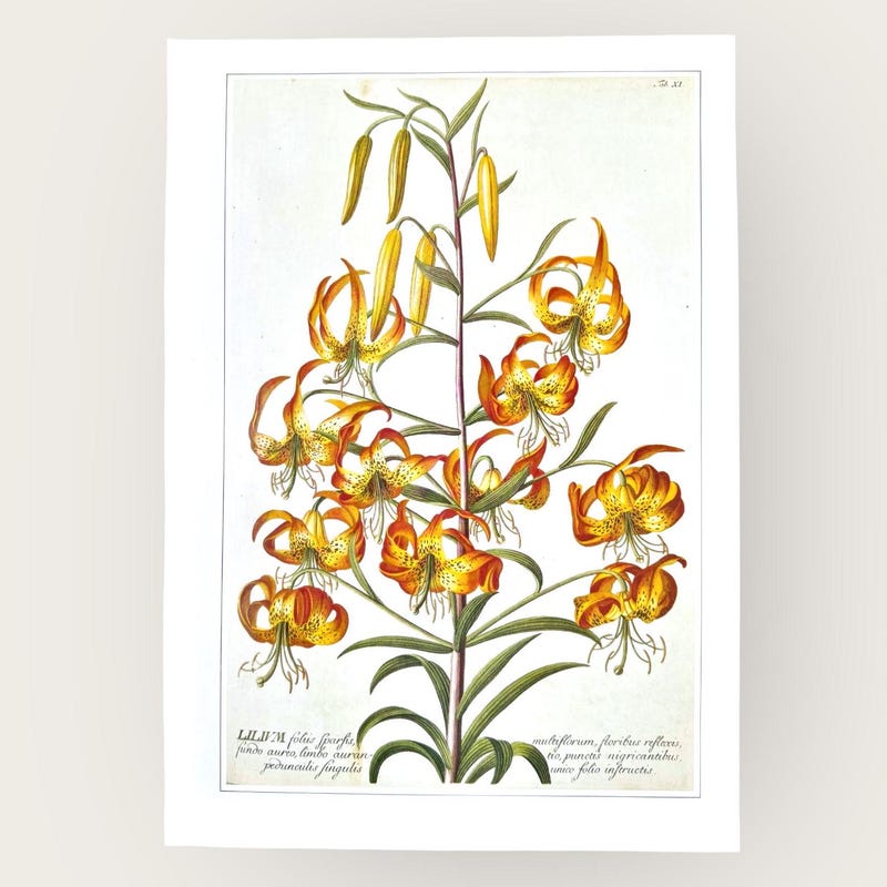 Botanical Book Plate - Etsy