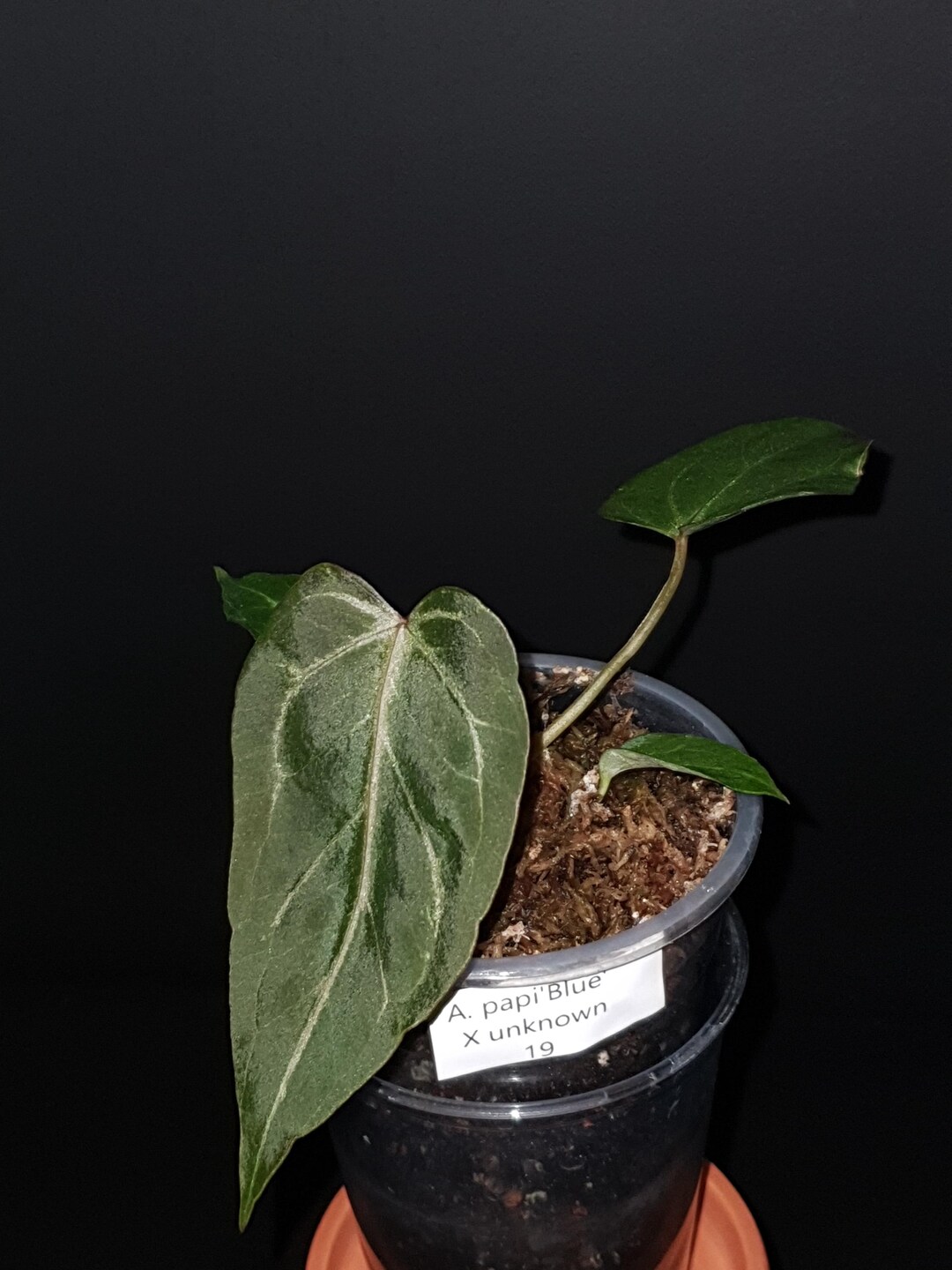 Anthurium Papillilaminum 'blue' Hybrids Small - Etsy UK