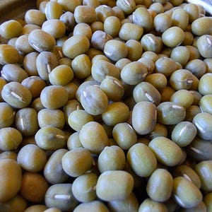 10 SPECIES COMBO Heirloom Legumes Rare Seeds for Planting, World ...