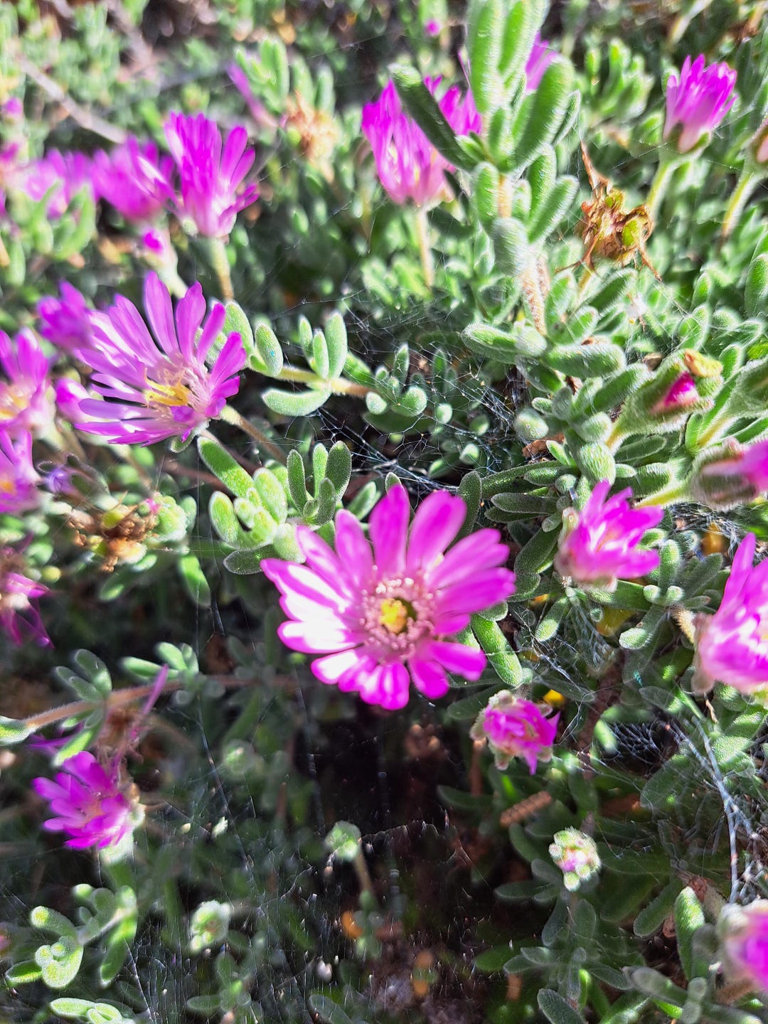 Slender Iceplant M. Nodiflorum: Succulent Houseplant Cuttings and ...