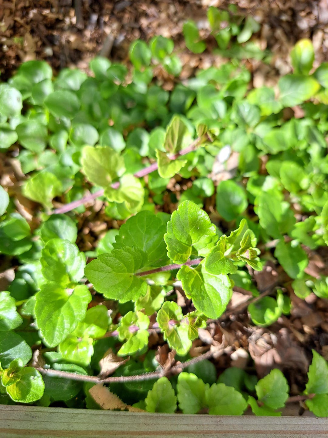 RARE Yerba Buena Plant or Cuttings, Heirloom Micromeria Douglasii - Etsy