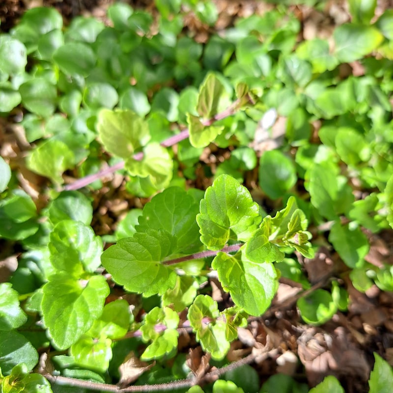 Mate Yerba Plant - Etsy