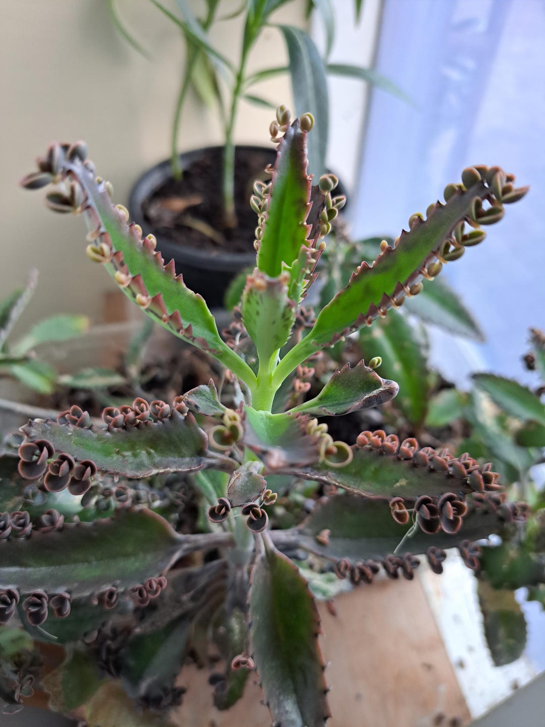 Alligator Plant (kalanchoe × Houghtonii): Succulent Houseplants, Hybrid ...