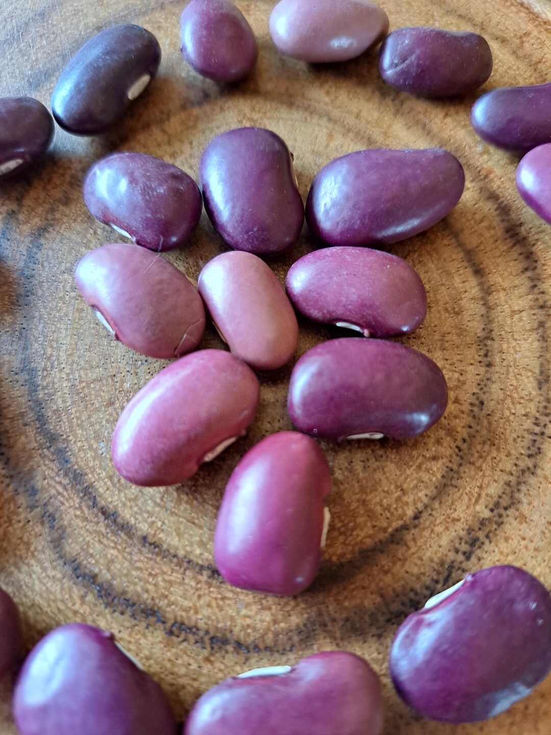Heirloom Runner Bean (P. Coccineus) RARE Varieties, Giant Bean Seeds ...