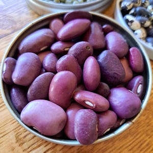 10 SPECIES COMBO Heirloom Legumes Rare Seeds for Planting, World ...