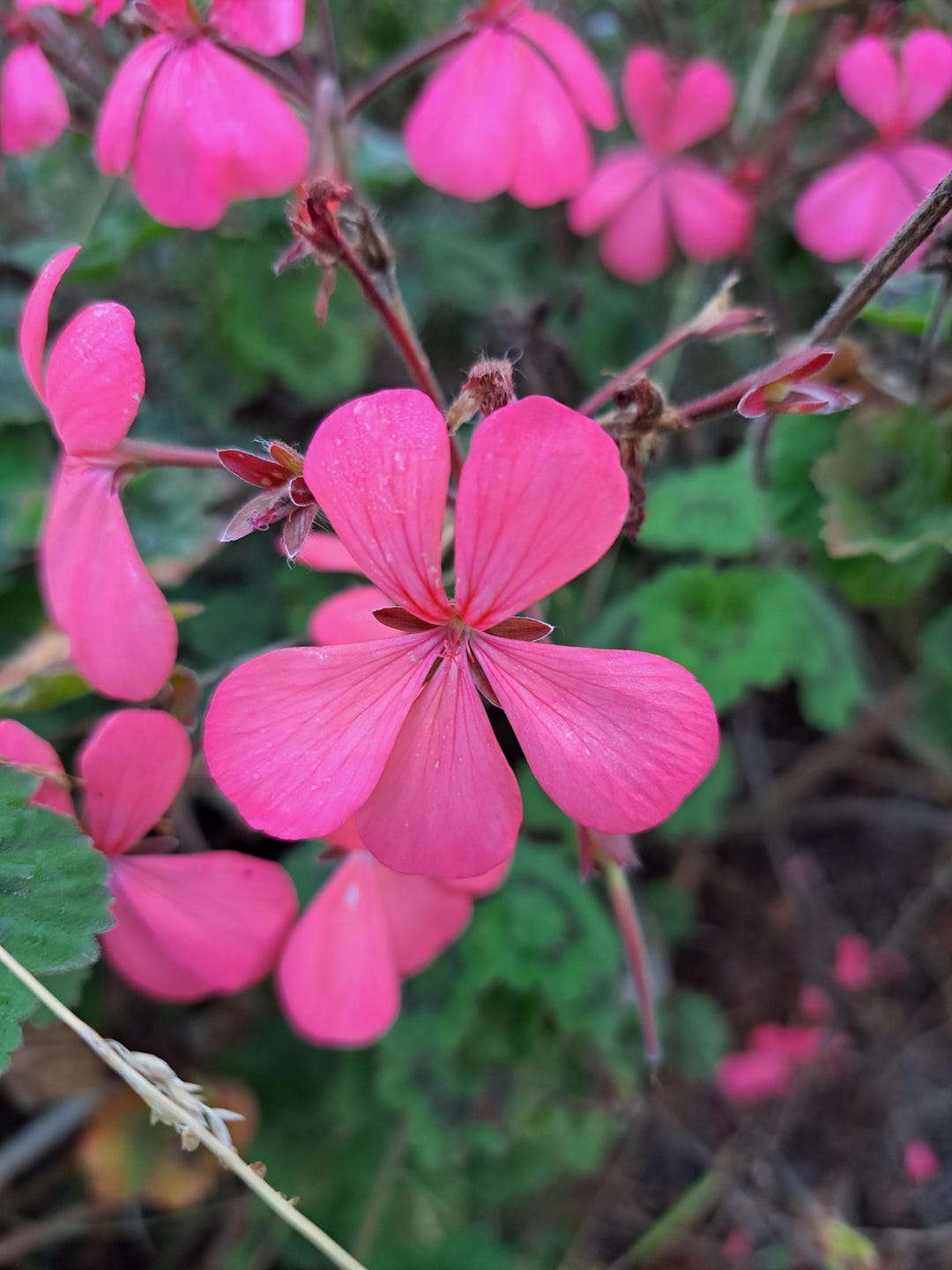 Pink Geranium pelargonium Zonale Cuttings, Drought Resistant, BEAUTIFUL ...