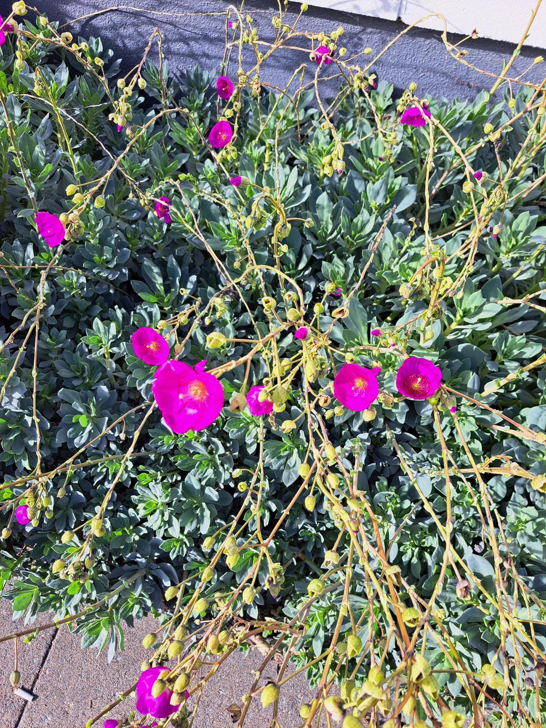 Rock Purslane (cistanthe Grandiflora 'jazz Time') Cuttings: Succulent ...