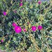 15s|judge the Obscure Rose Seeds - Perennial, Open-pollinating ...