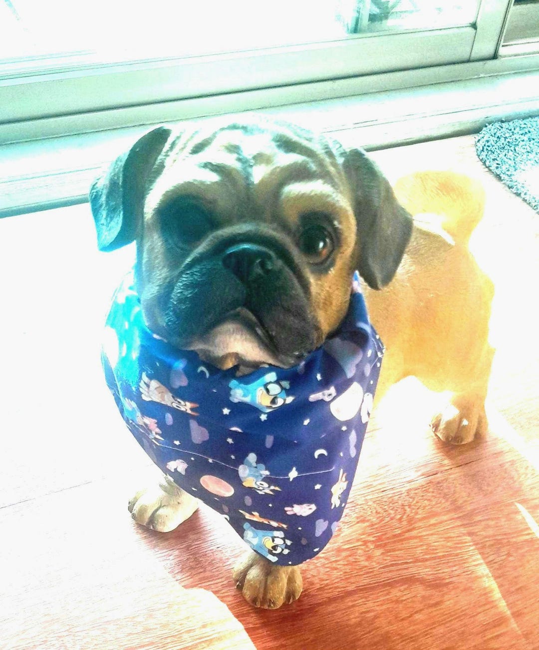 Bluey & Bingo Meduim Over the Dog Collar Bandana's - Etsy