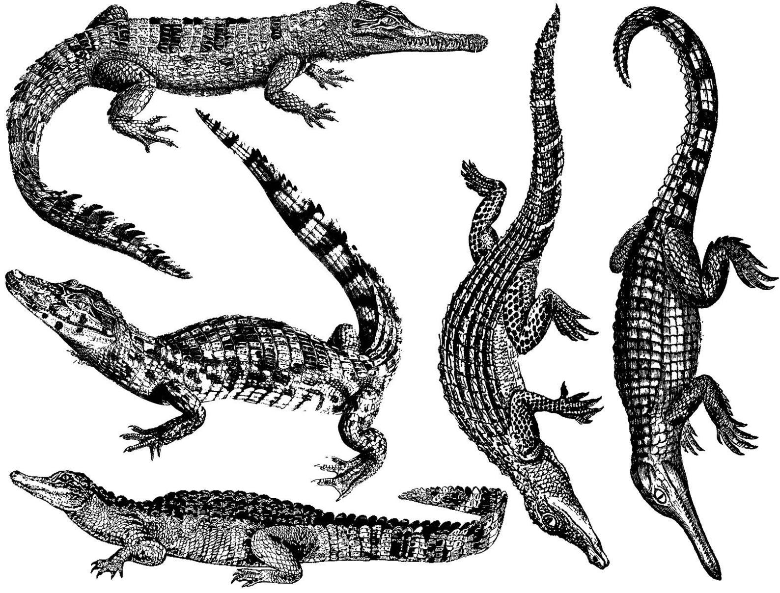 Crocodile and Alligator Ceramic Decal Glass Decal Enamel | Etsy