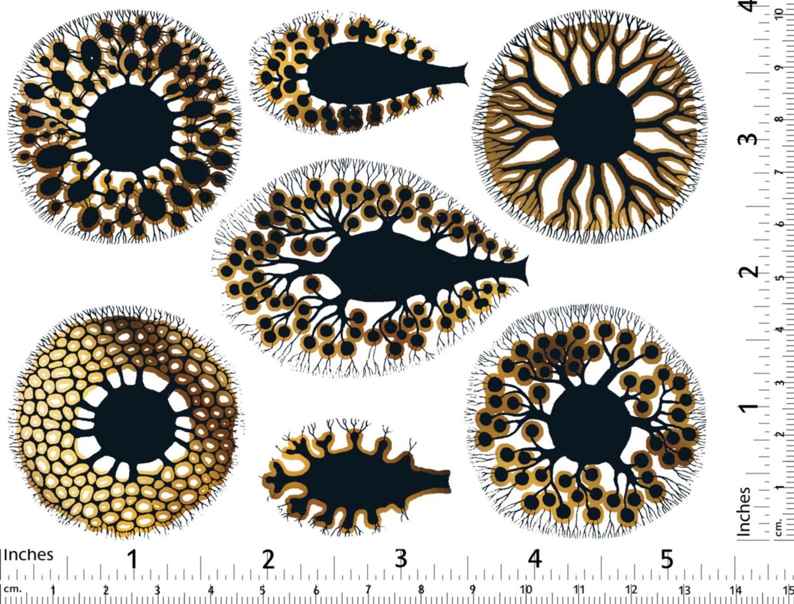 Two-color Sea Anemone - Ceramic Overglaze Decal - Glass Fusing Decal ...