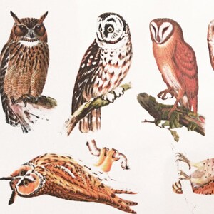 Colorful Owls Prints - Foodsafe - Ceramic Overglaze Decal, Enamel Decal ...