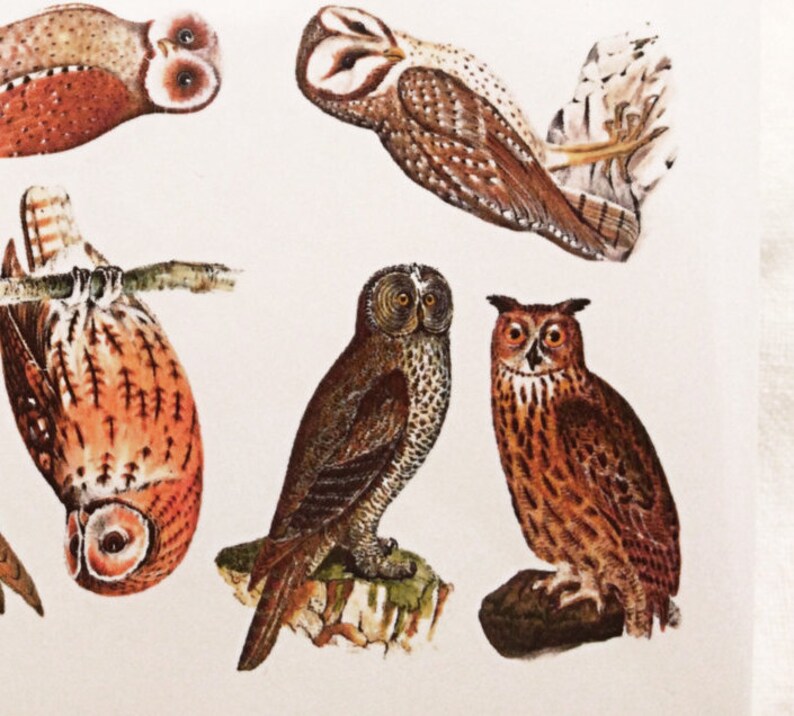 Colorful Owls Prints - Foodsafe - Ceramic Overglaze Decal, Enamel Decal ...