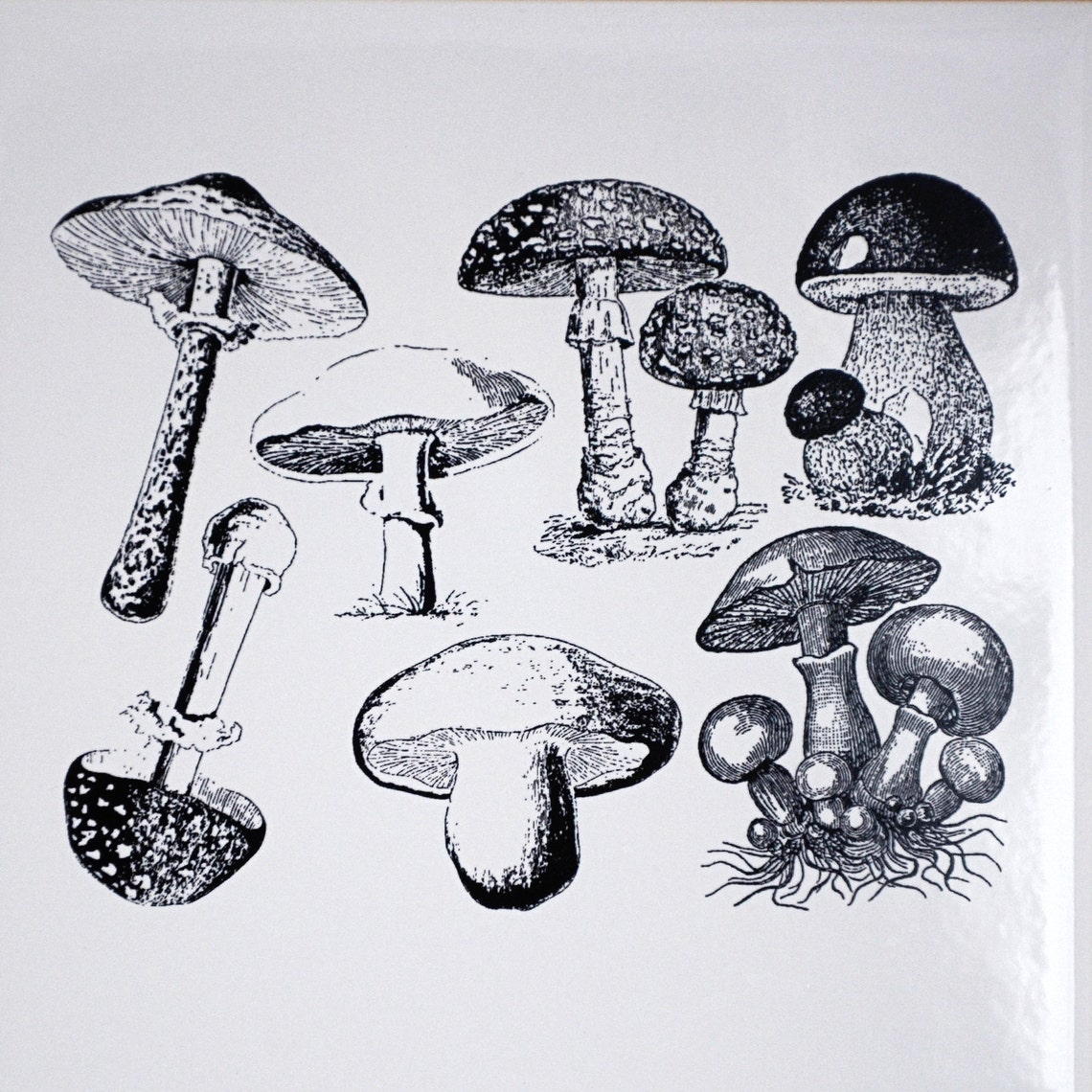 Cone 6 - Inglaze - Vintage Mushroom Ceramic Decals - Lead Free -food ...