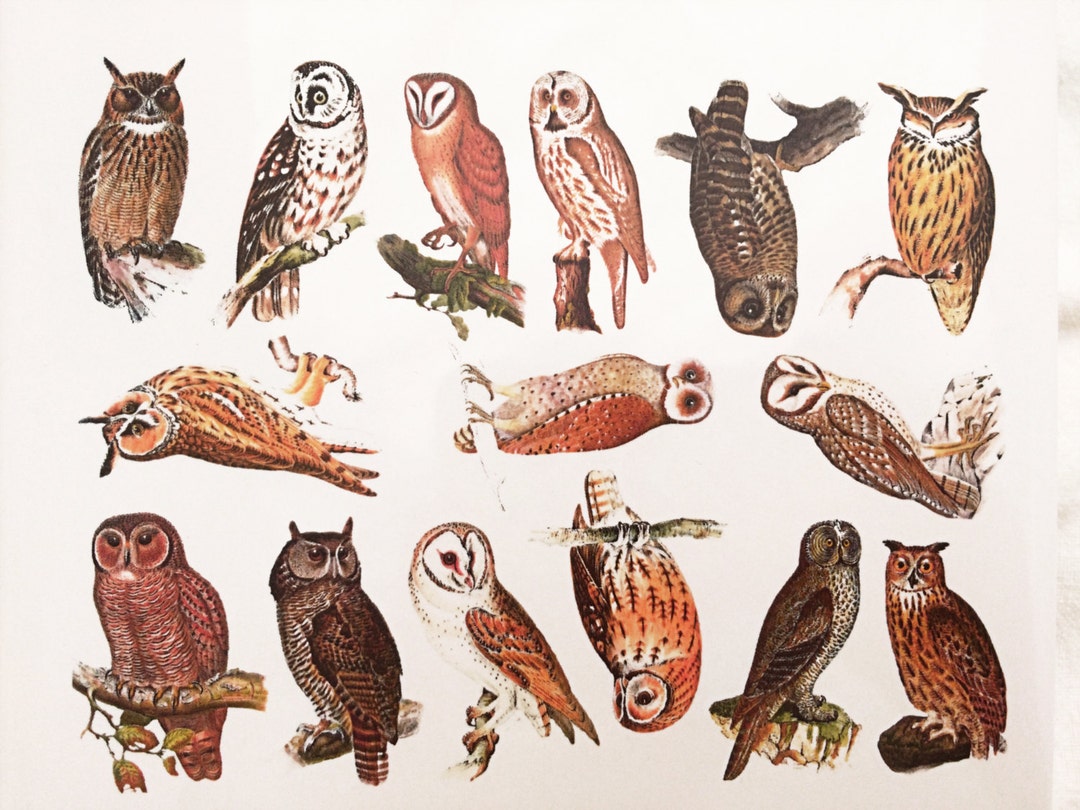 Colorful Owls Prints - Foodsafe - Ceramic Overglaze Decal, Enamel Decal ...