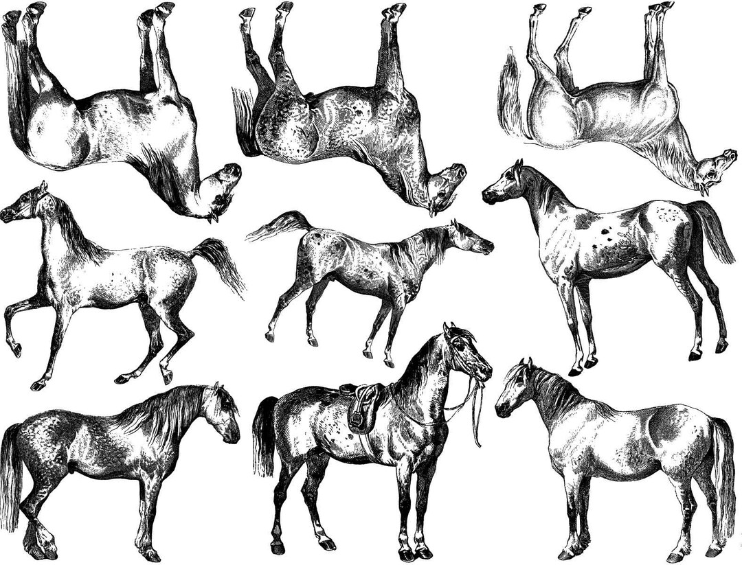 Cone 6 - Inglaze - Horse Breeds Ceramic Decals - Etsy