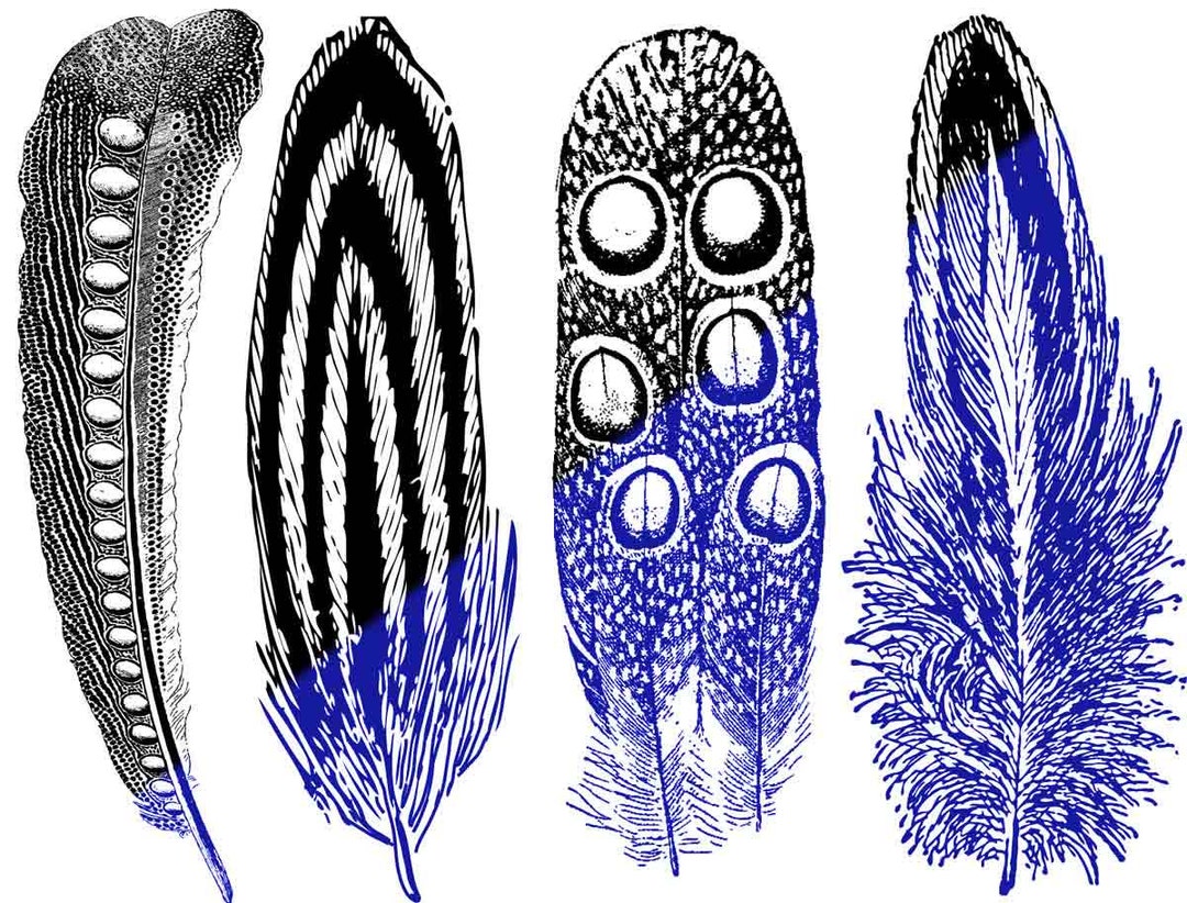 CONE 6 - Inglaze - Large Feathers #2 - Ceramic Decals - Lead Free ...