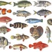 Colorful Fish #2 - Foodsafe - Ceramic Decal, Enamel Decal - Etsy