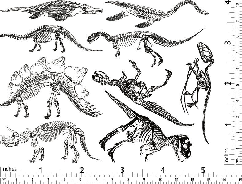 Dinosaur Skeleton Ceramic Decal Glass Decal Enamel Decal | Etsy