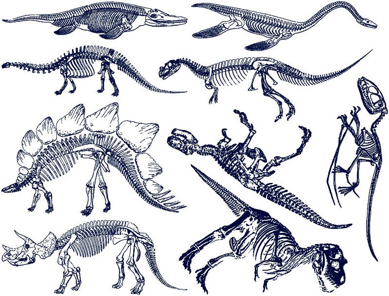 Dinosaur Skeletons - Ceramic Overglaze Decal - Glass Fusing Decal ...