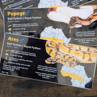 Ball Python - Etsy