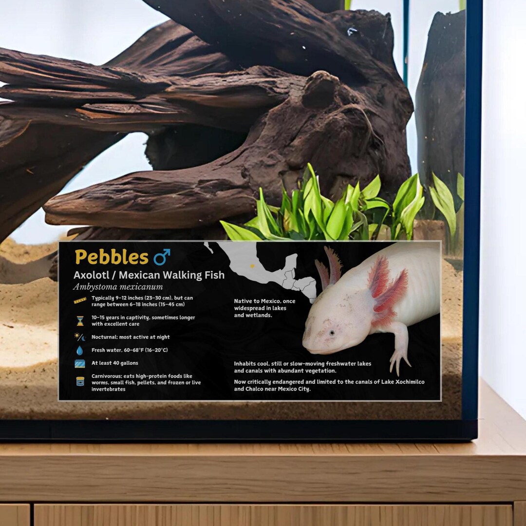 Personalized Axolotl Species Label, Custom Name Laminated Amphibian ...