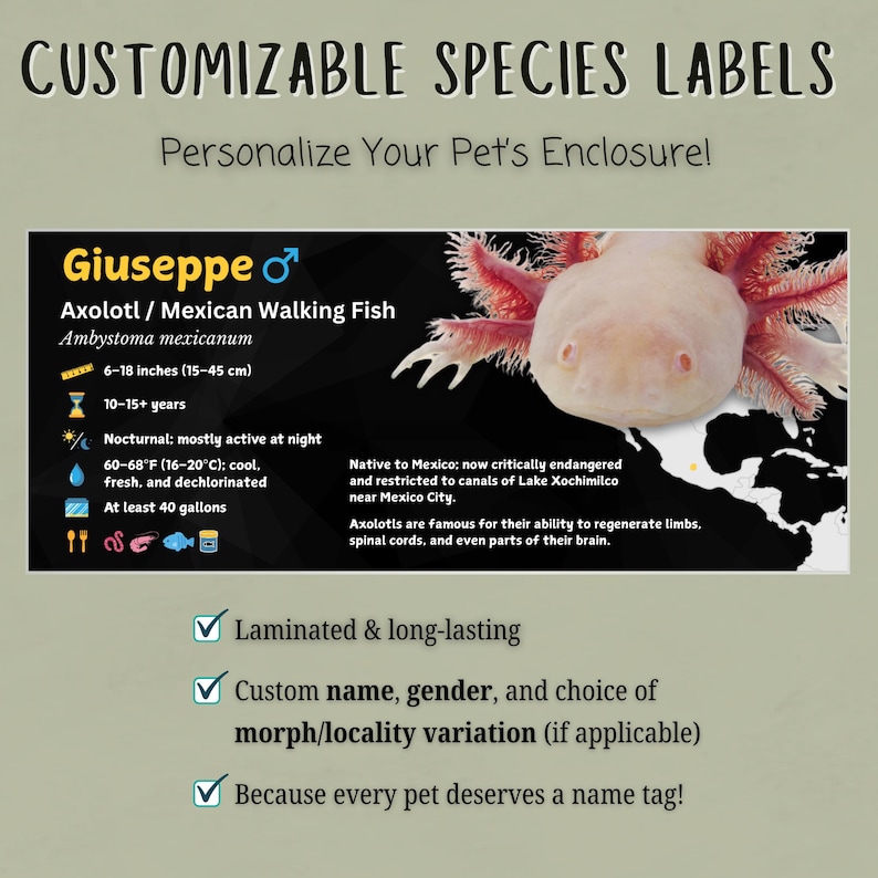 Personalized Axolotl Enclosure Label: Laminated Aquarium Information ...