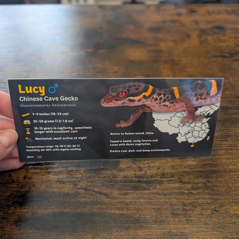 Reptile Enclosure - Etsy