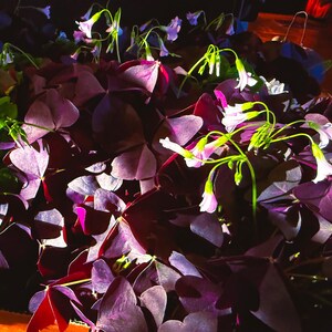 10 Large Hardy Perennial Oxalis Triangularis (purple Shamrock) Bulbs ...