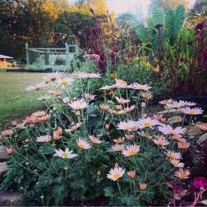 Chrysanthemum Sheffield Pink 5 Bare Roots - Etsy