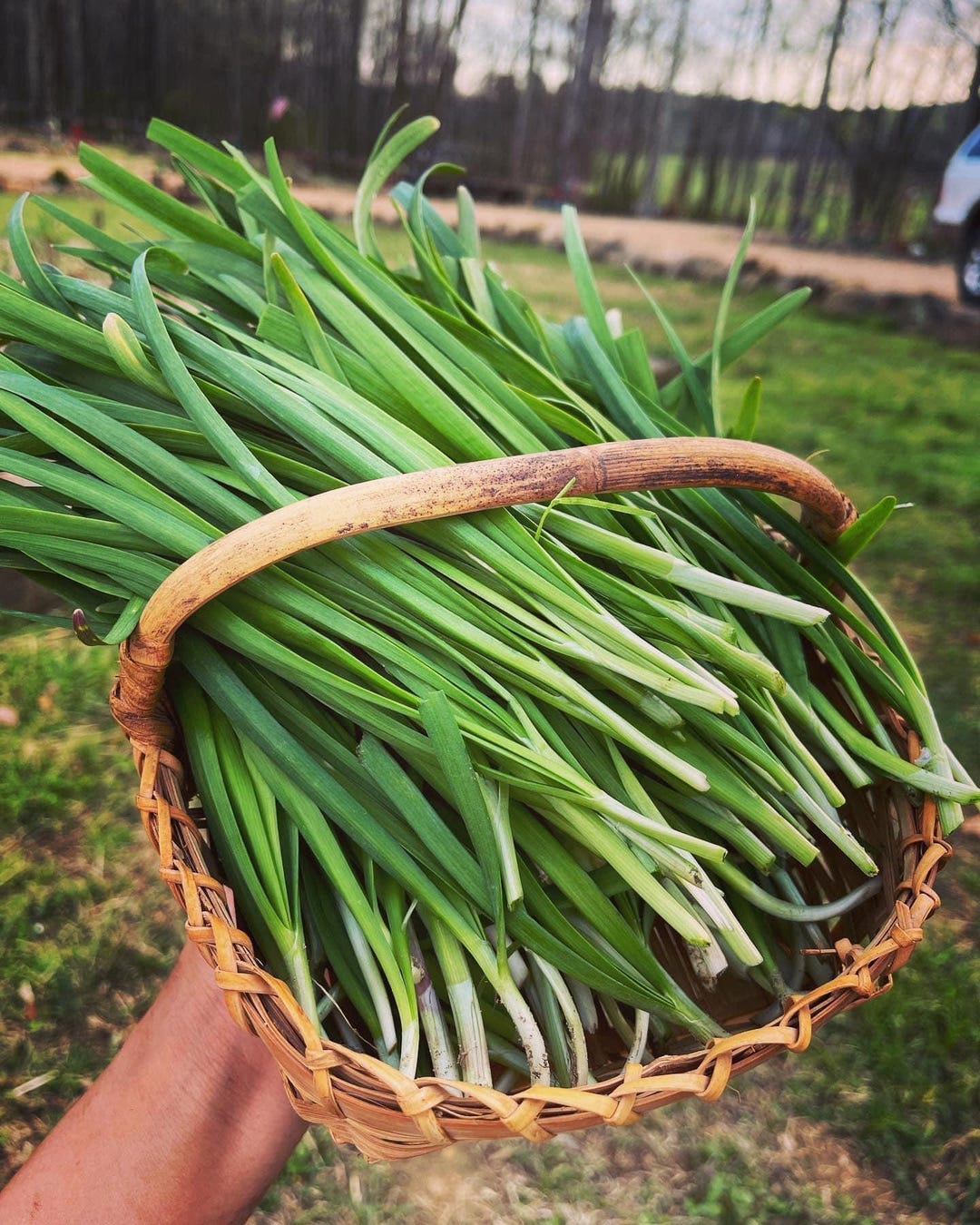 10 Chives Bare Root Plant Organic - Etsy