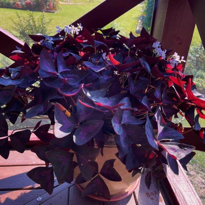 Purple Shamrock House Plant - Etsy