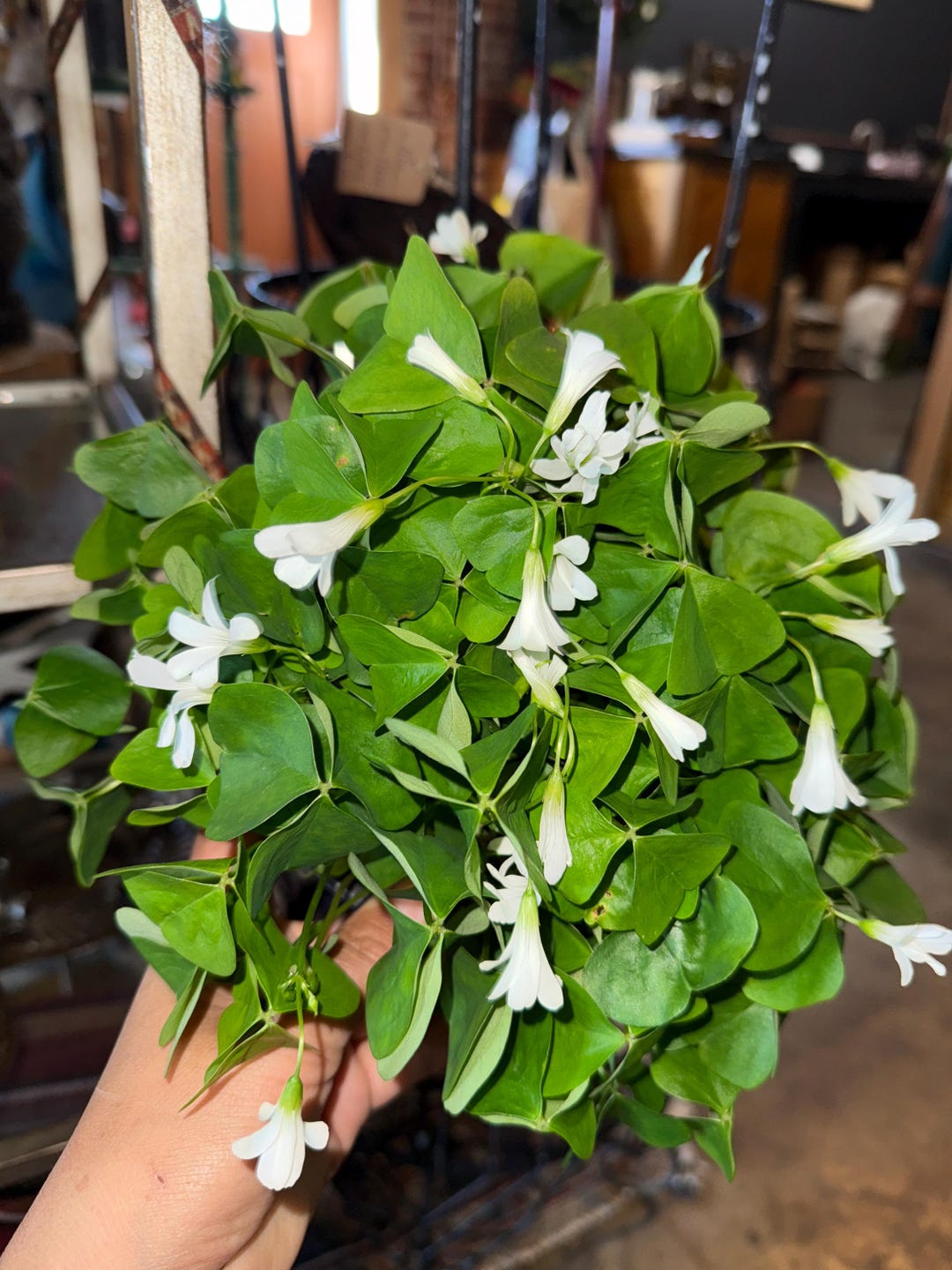 1 Gallon Hardy Perennial Green Oxalis Triangularis (green Shamrock ...