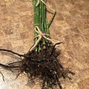 20 X Horsetail Garden & Pond Plants Live Plants - Etsy