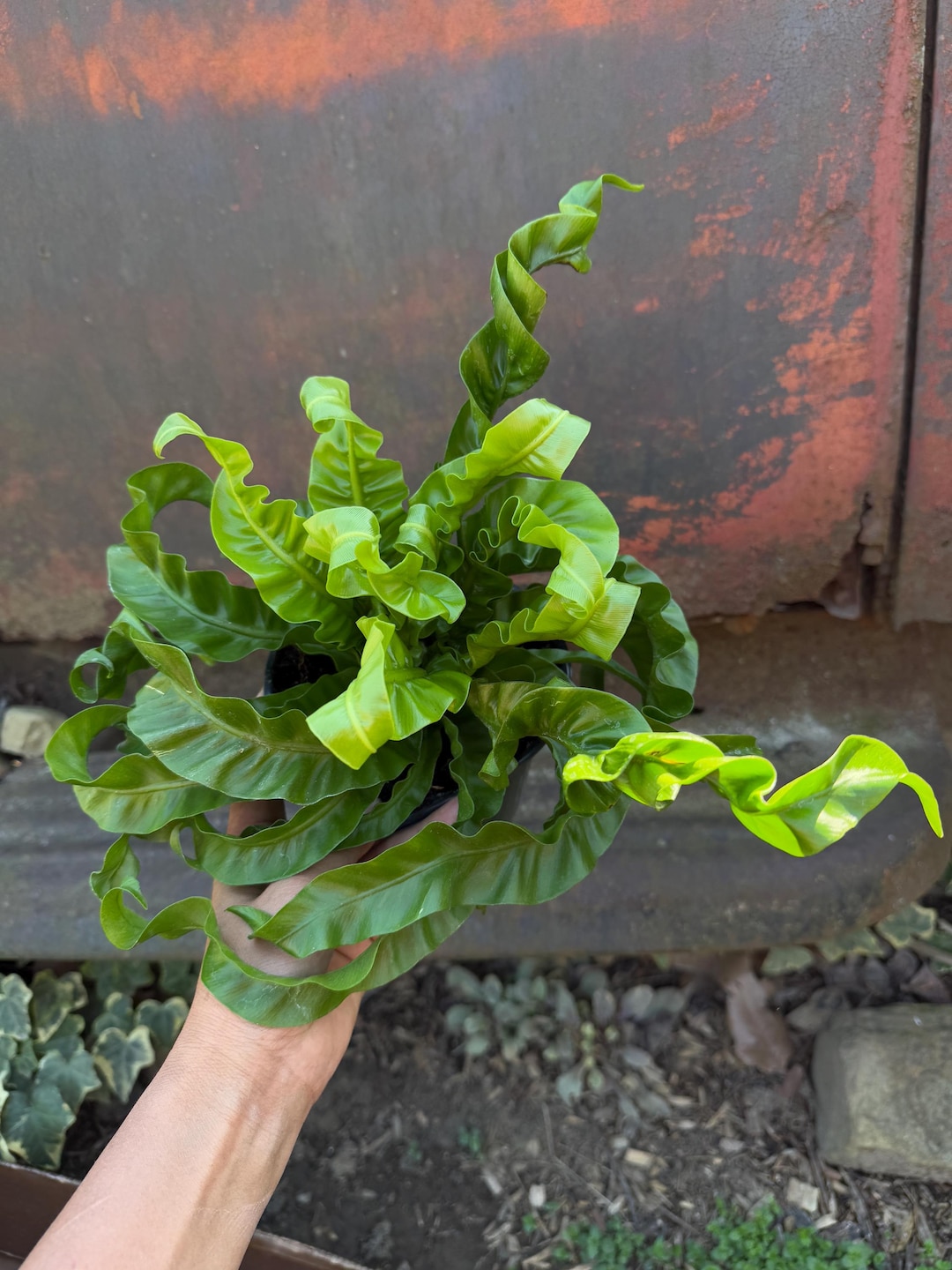 Hurricane Twisted Bird Nest Fern ,live House Plant - Etsy