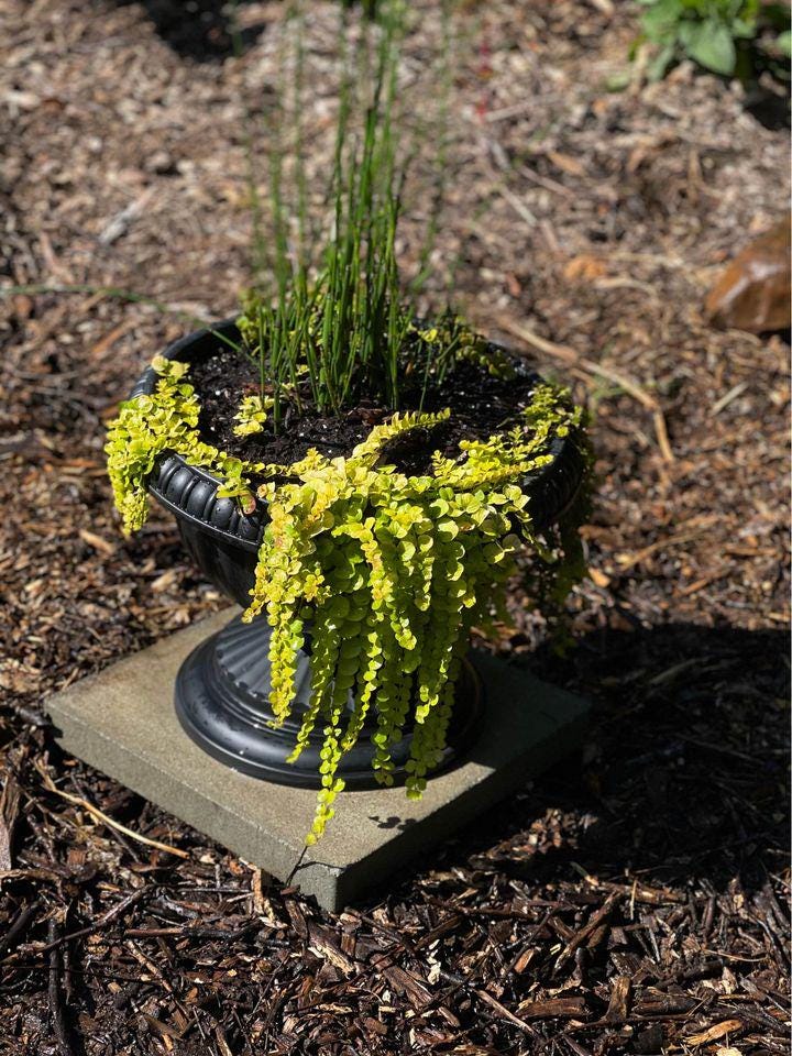 20 X Horsetail Garden & Pond Plants Live Plants - Etsy