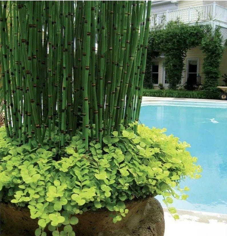 20 X Horsetail Garden & Pond Plants Live Plants - Etsy