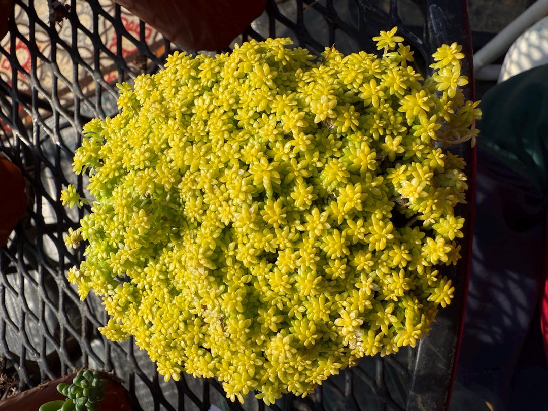 Cold Hard Sedums Coldmoss - Etsy