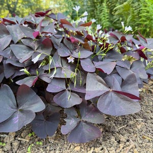 5 Hardy Perennial Oxalis Triangularis (purple Shamrock) Bulbs Very Easy ...