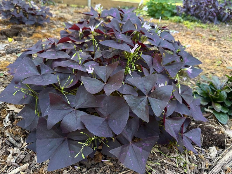 5 Hardy Perennial Oxalis Triangularis (purple Shamrock) Bulbs Very Easy ...